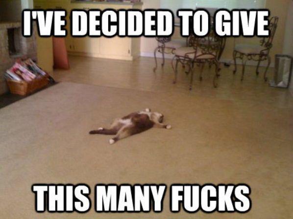 Memes - Cat's Ultimate Indifference